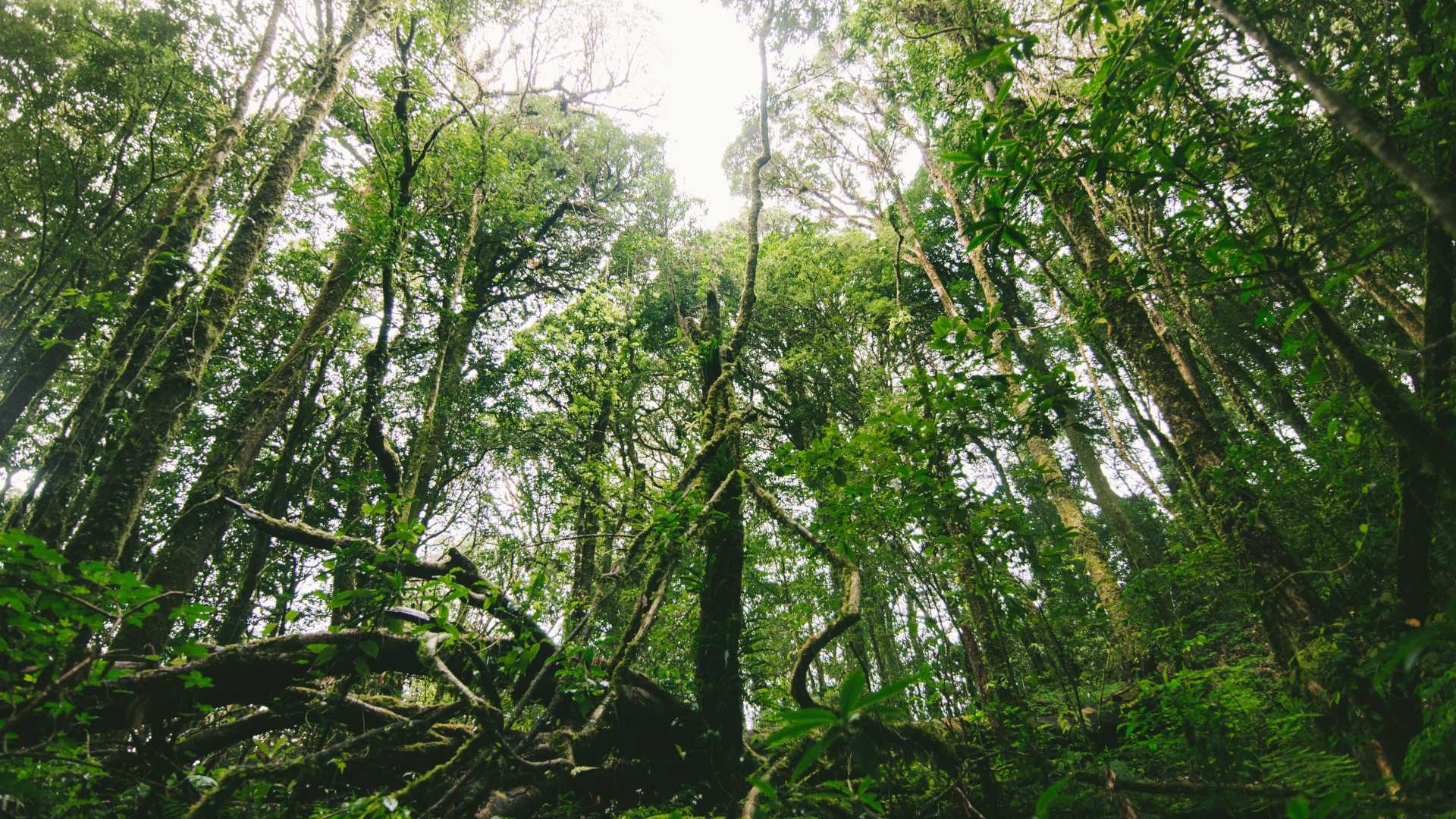 ¿Qué es la madera sustentable? – Refatec Suministros
